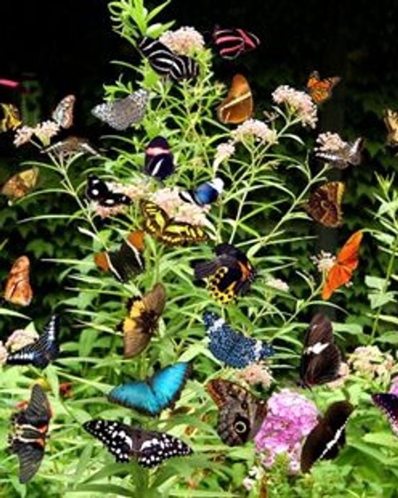 Helen Geberdt (nee Pring) Obituary October 20, 2025 - Billingsley ...