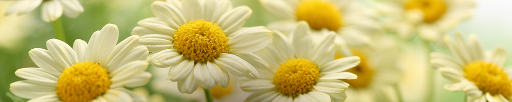 Rosemarie Martin Obituary June 27 2024 Dejohn Funeral Homes And Crematory