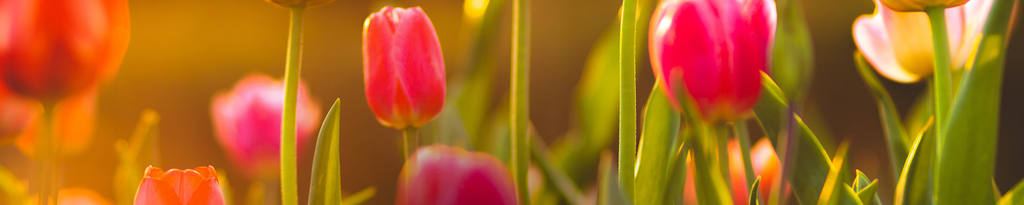 Debra Sue Capron Obituary July 15, 2024 - Haverstock Funeral Home