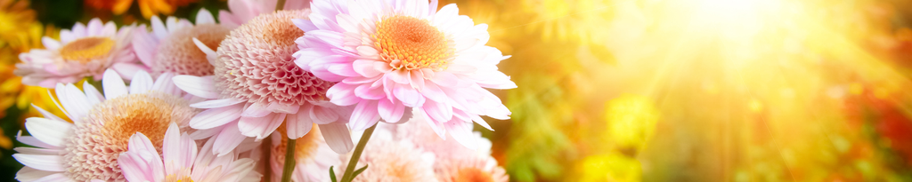 Linda Riggle Obituary 2023 - Titus Funeral Home and Cremation Service