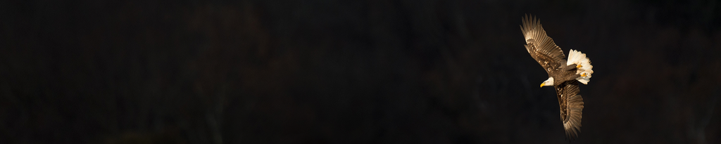 Robert H. "Bob" Marty Obituary January 19, 2025 - Bradshaw Funeral