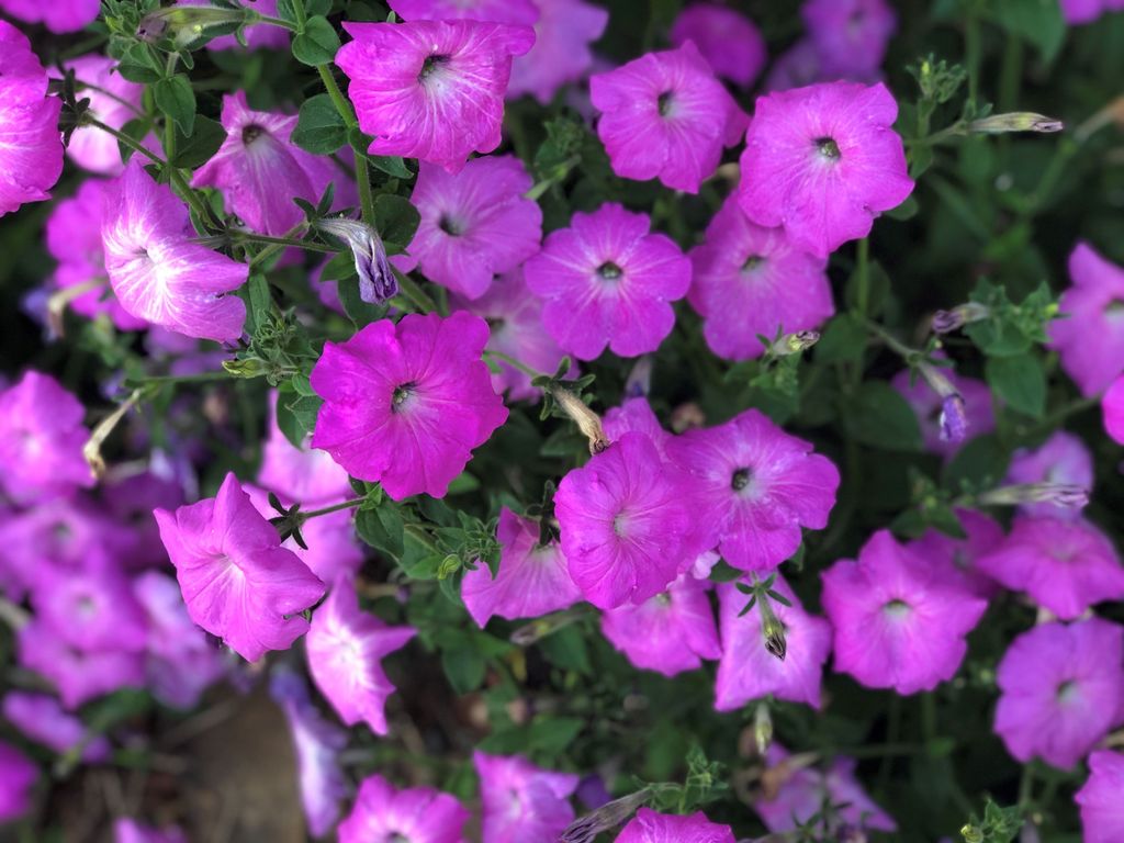 Deborah York Eldridge Obituary June 18, 2024 - Moody Funeral Services