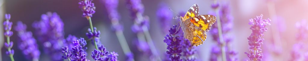 Robyn Kay Halverson Obituary August 29, 2024 - Worlein-Hoff Funeral Homes