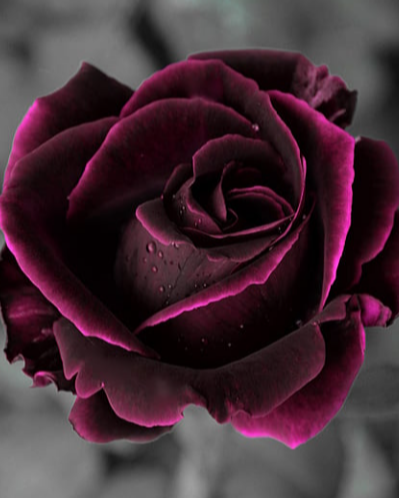 Most Recent Obituaries | Rose City Cemetery and Funeral Home