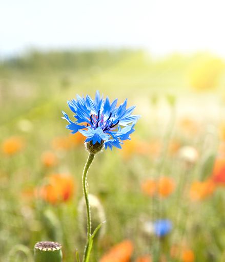 Koen James Barwick Obituary February 20, 2025 - Cozean Memorial Chapel ...