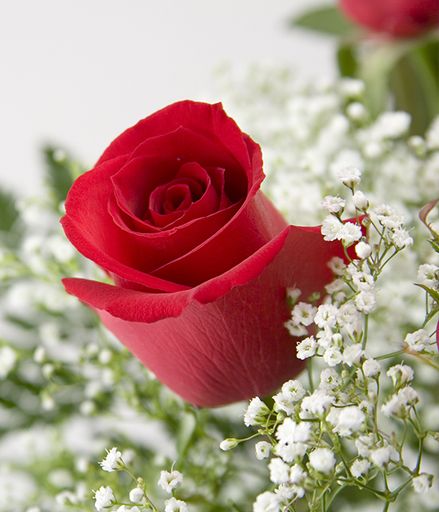 Beth Ann Toth Obituary January 23, 2025 - Maxwell Funeral Home