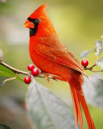 Walter Williams Obituary July 13, 2023 - Graumlich Funeral Home