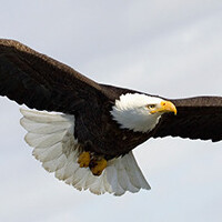 George G. Williams, Sr. Obituary 2022 - Newcomer Dayton