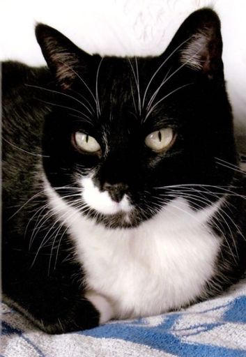 Colleen Patricia (Whitney) Pomeroy Obituary March 14, 2021 - Mundell ...