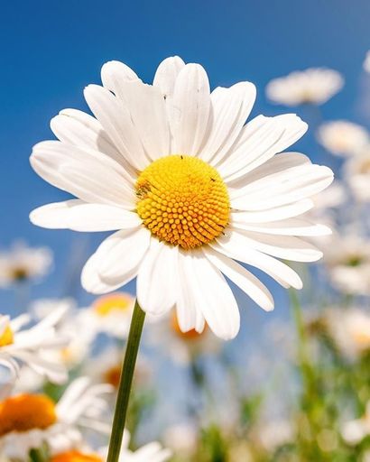 Janet M. Arens Obituary June 1, 2023 - Butzin Marchant Funeral Home