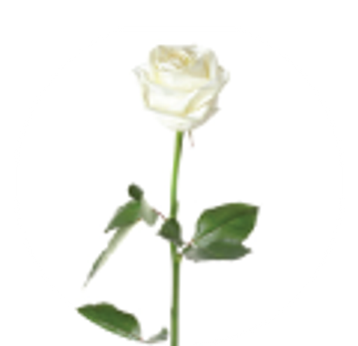 Rachel Peer Obituary June 13, 2022 - Lawrence Funeral Home