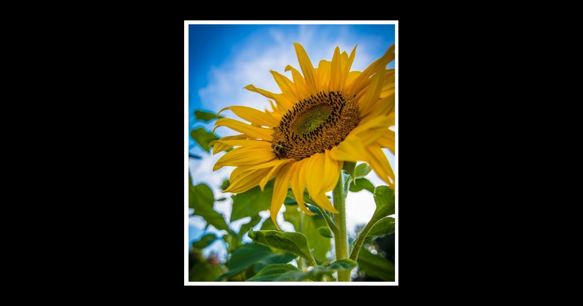 Ann Adler Obituary 2023 - Tharp Funeral Home & Crematory Ann Adler Obituary 2023 - Tharp Funeral Home & Crematory