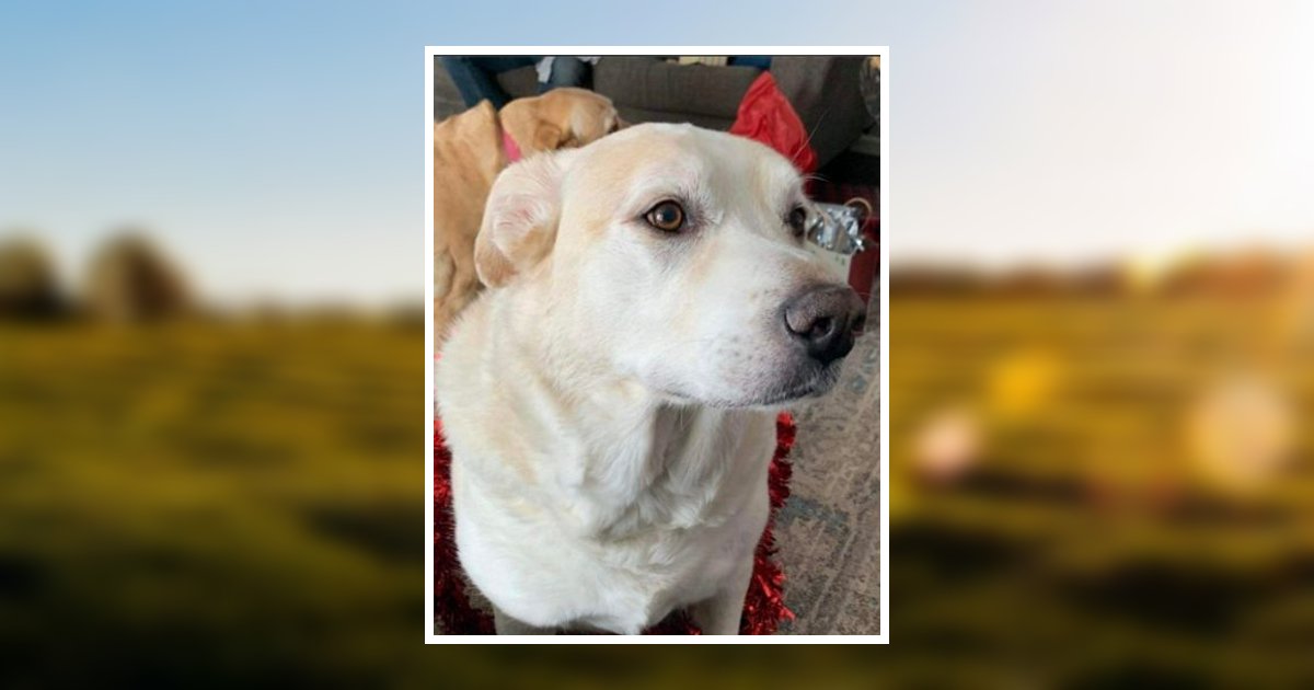 Max "Maximus" Johnson Obituary - Precious Pets Cremation Services