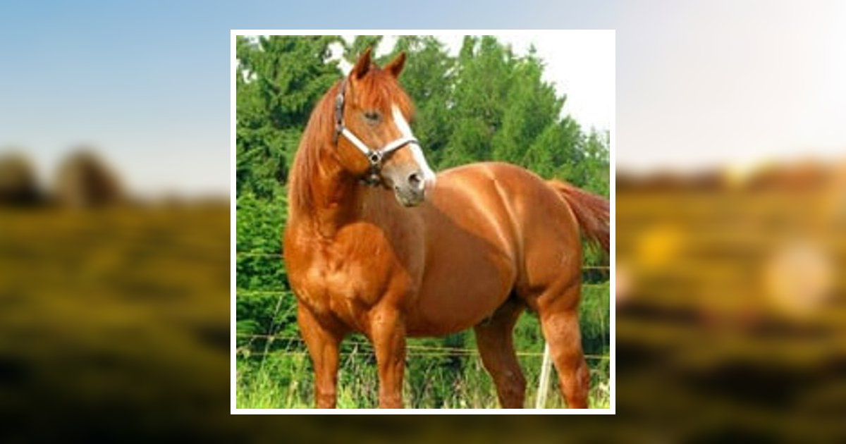 James Woodrow "Jimmy" Mitchell Obituary April 12, 2022 - Spann Funeral ...