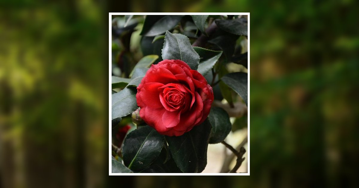 Barbara Akers Obituary January 16, 2024 - Backstrom-Pyeatte Funeral Home