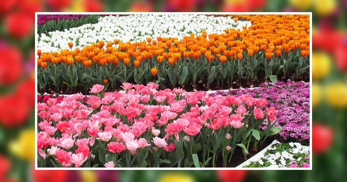 Maureen F Tully Obituary - Palos-Gaidas Funeral Home & Cremation Services