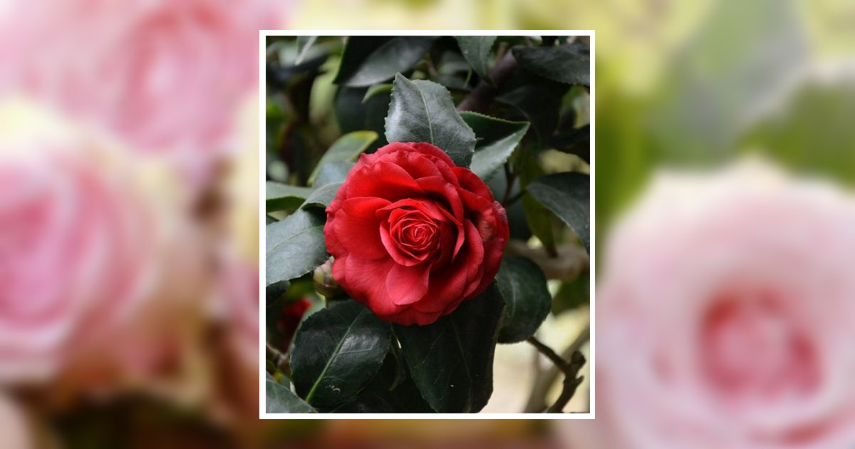 Ruby Burchfield Moody Obituary October 15, 2023 - Wells Funeral Homes ...