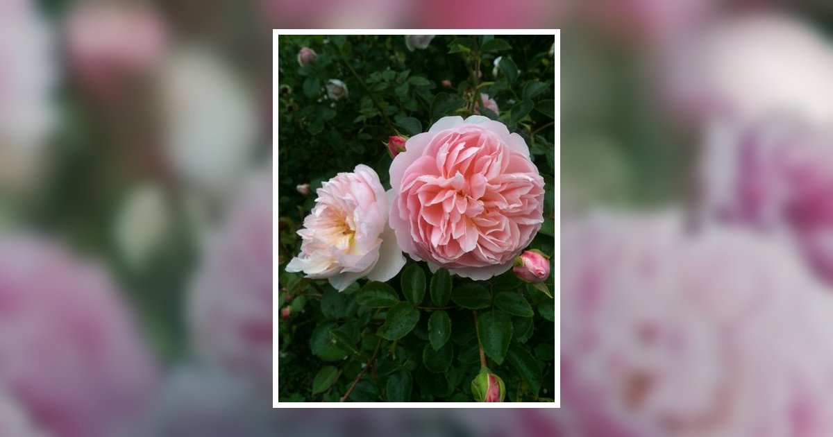 Patsy Joyce Hughes Obituary March 24, 2024 - Karnes & Son Funeral Home