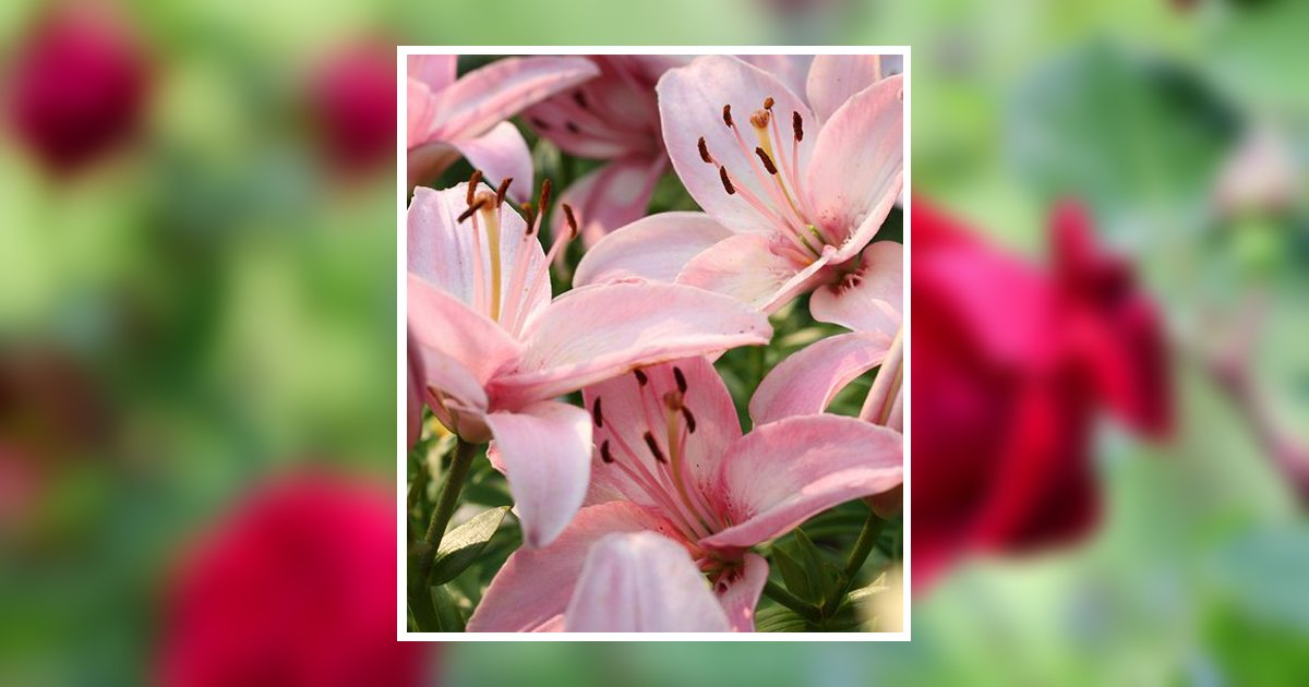 Freda Harris Obituary January 14, 2026 - Whitting Funeral Home