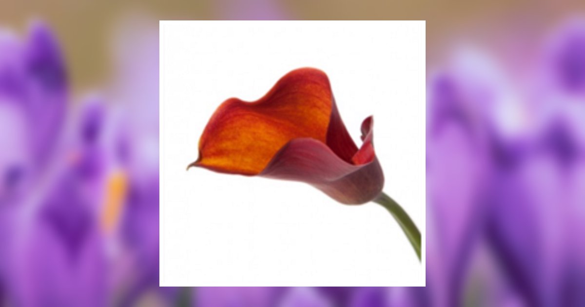 Robert E. Urso Obituary February 8, 2019 - New Comer Buffalo