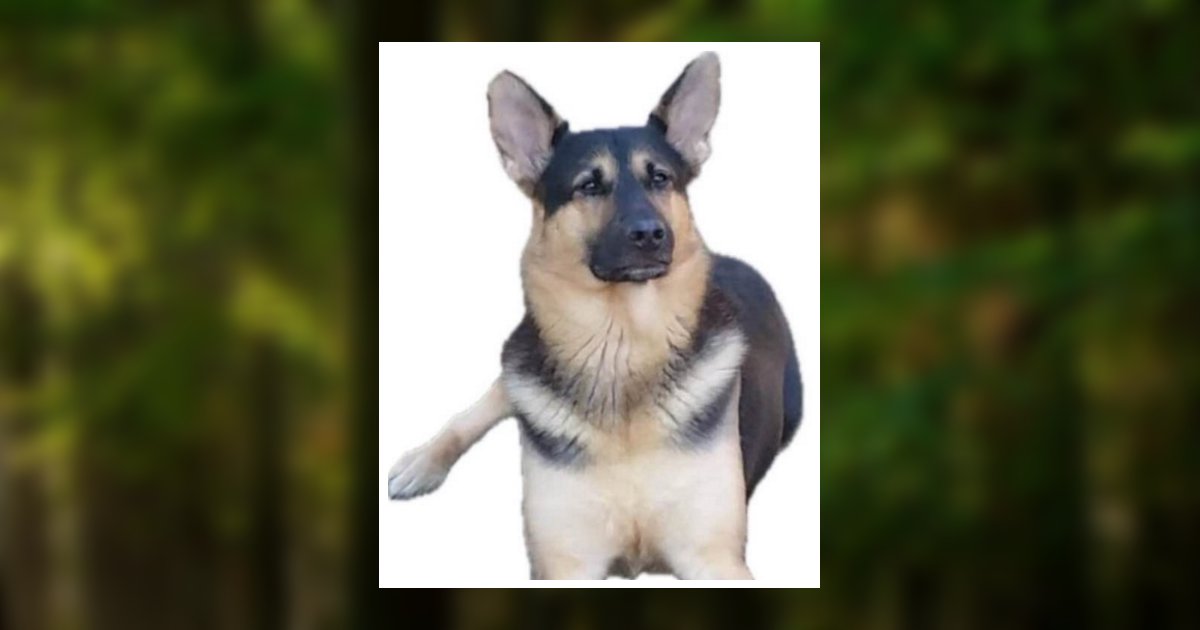 Chief “Mojo” Risen Obituary February 19, 2024 - Pet Rest Cemetery ...