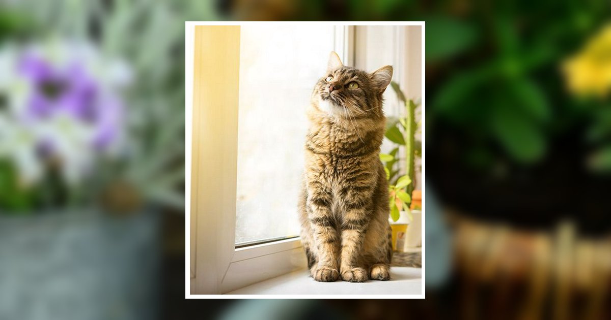 Cindy R. Eversole Obituary May 14, 2025 - Paquelet Funeral Home