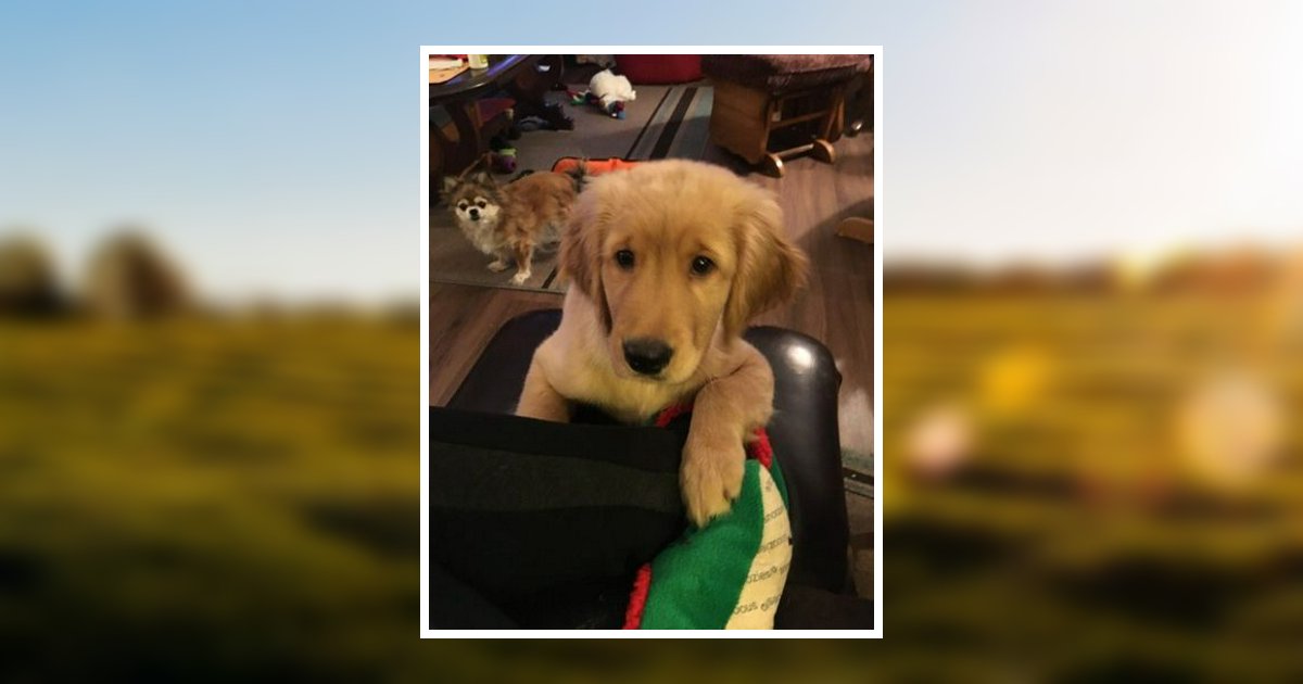 Jennifer Thaler Obituary December 30, 2017 - Glunt Funeral Home and ...