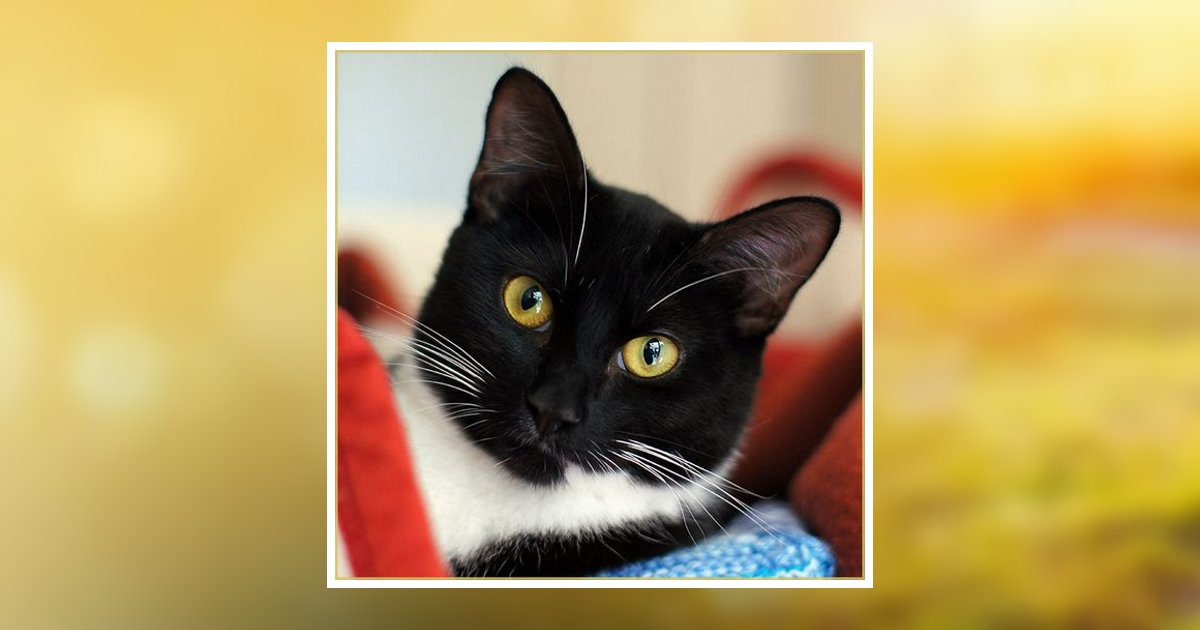 Kathleen A. "Kathy" Daugherty Obituary June 12, 2025 - Taylor Theller