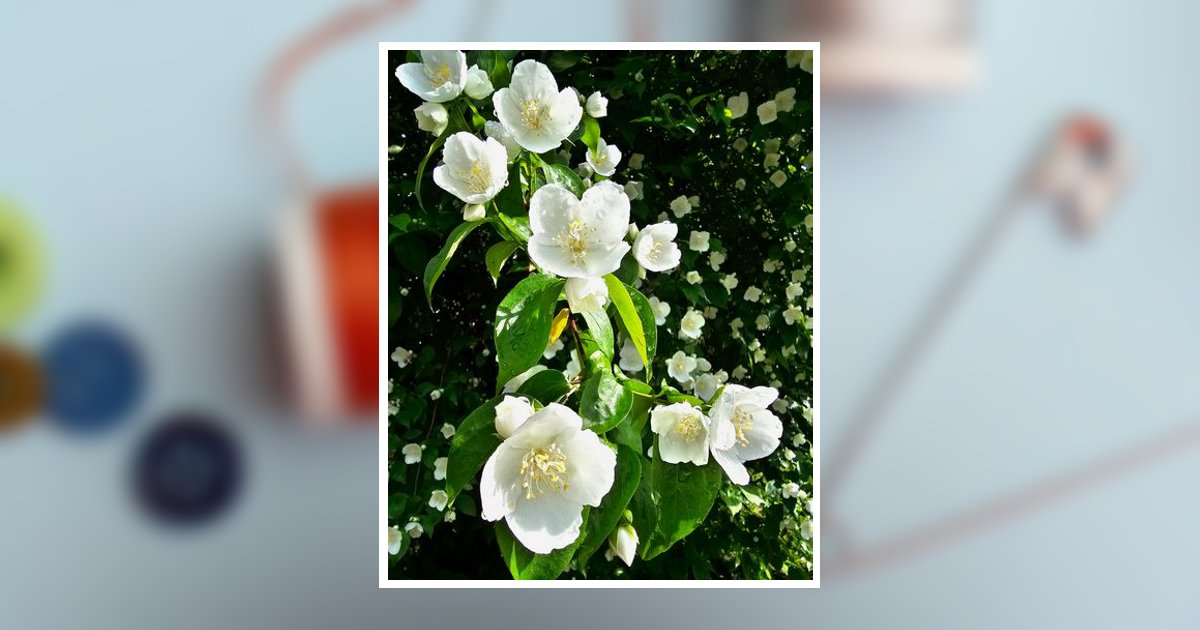 Heidi Hahn Boone Obituary May 9, 2023 - Wells Funeral Homes & Cremation ...