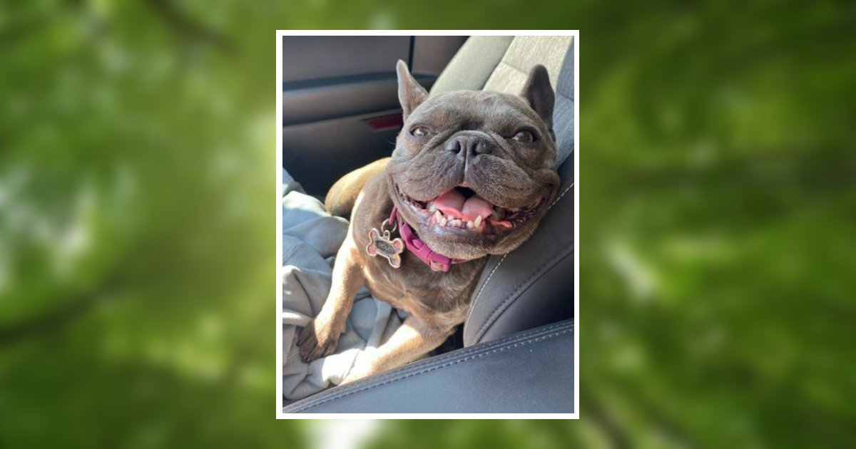 Violet Jane Vicars Obituary June 28, 2025 - Precious Pet Forever