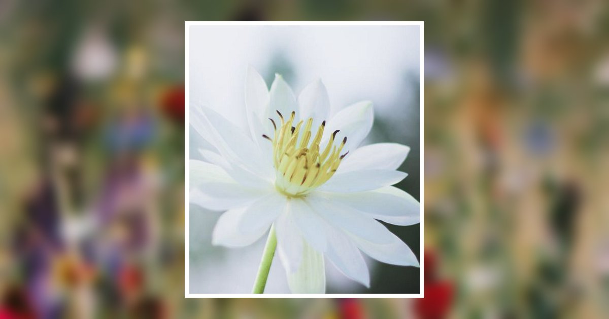 Aleisha N. Bell Obituary July 23, 2024 - Cress Funeral and Cremation ...