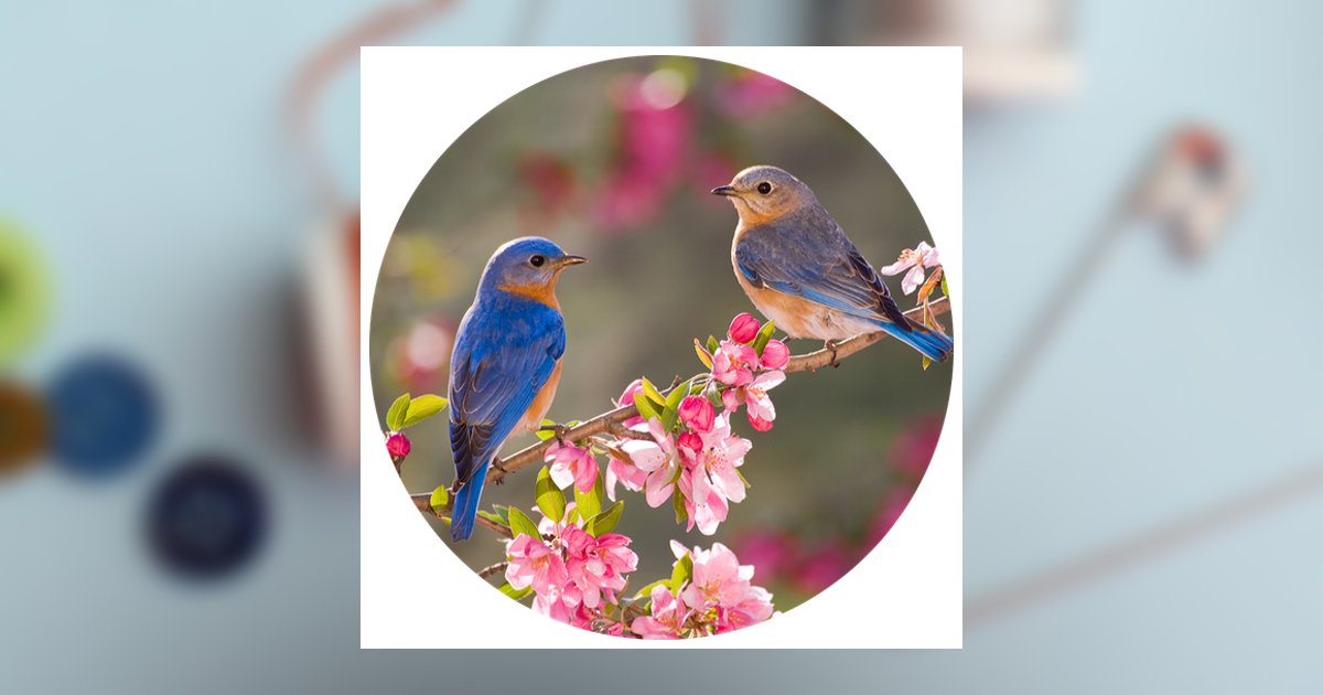 Barbara Majewski Obituary November 8, 2023 - Maxwell Funeral Home