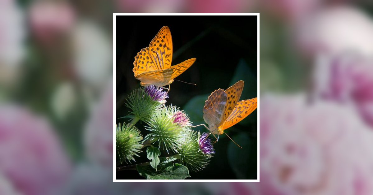 Patricia Ann Bell Obituary February 21, 2024 - Hullinger Mortuary