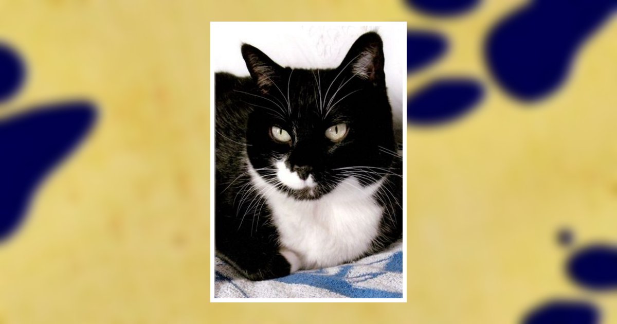 Colleen Patricia (Whitney) Pomeroy Obituary March 14, 2021 - Mundell ...