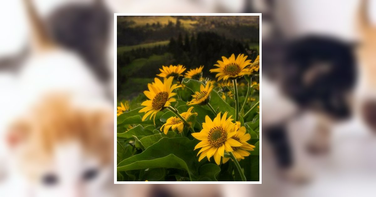 Joan Phyllis Murphy Obituary March 20, 2023 - Pinecrest Funeral Chapel ...