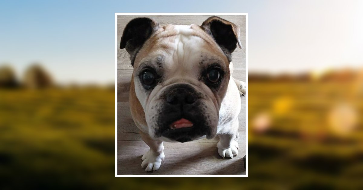 Archie Rodriguez Obituary May 6, 2023 - Young's Daughters Funeral Home ...