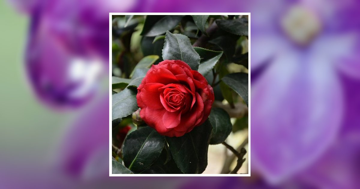 Barbara A. Carruthers Obituary November 20, 2023 - Frank E Smith ...