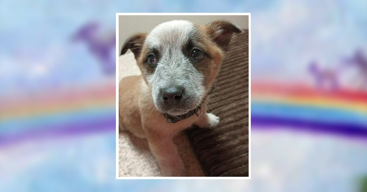 Wicket Spork The Potato Dog Obituary June 16, 2024 - Ferrari Pet Mortuary