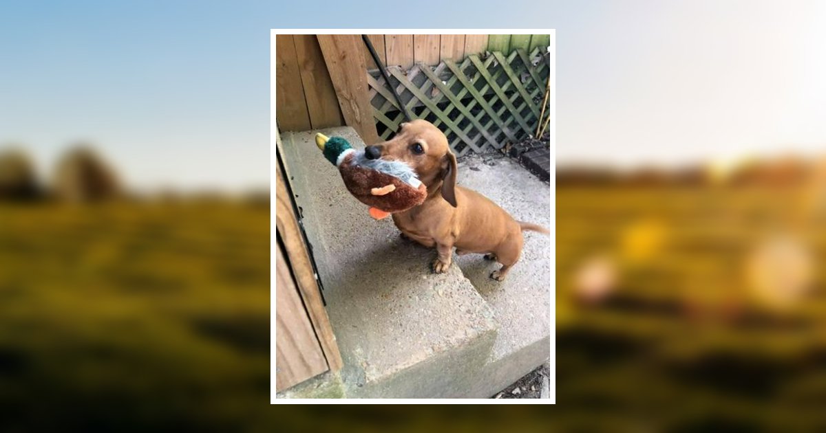 Cooper Hays Obituary October 19, 2023 - Peebles Pet Services