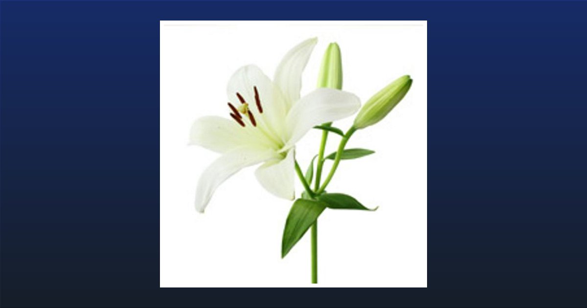 Patricia H Ruff Obituary December 18, 2018 - Martinez Funeral Chapels