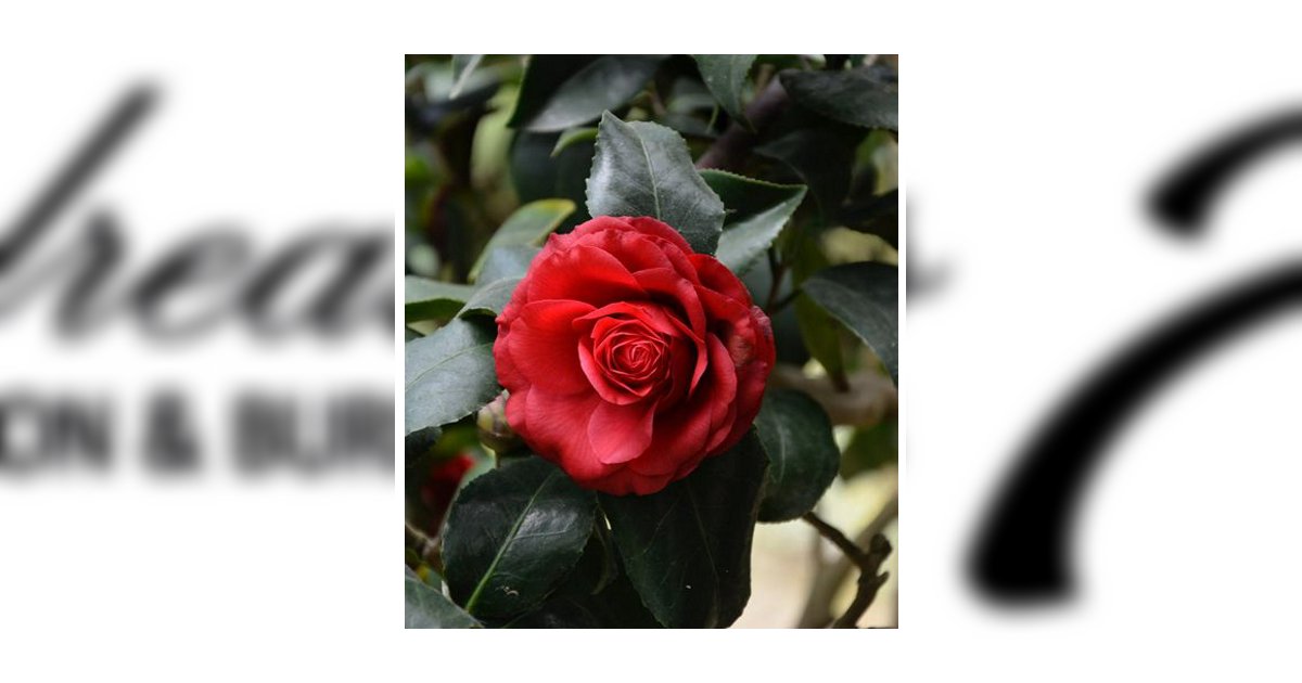 Janice Rice Winders Obituary May 5, 2025 - Andreason's Cremation ...