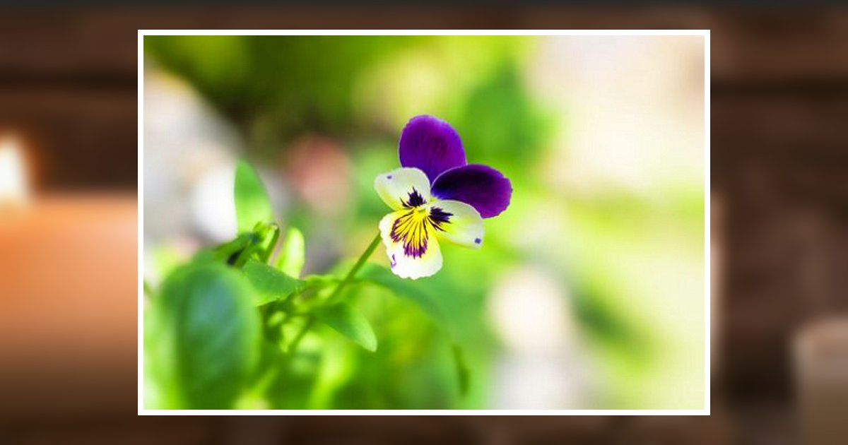 Emma Elizabeth Warnock Obituary December 22, 2023 - Countryside Funeral ...