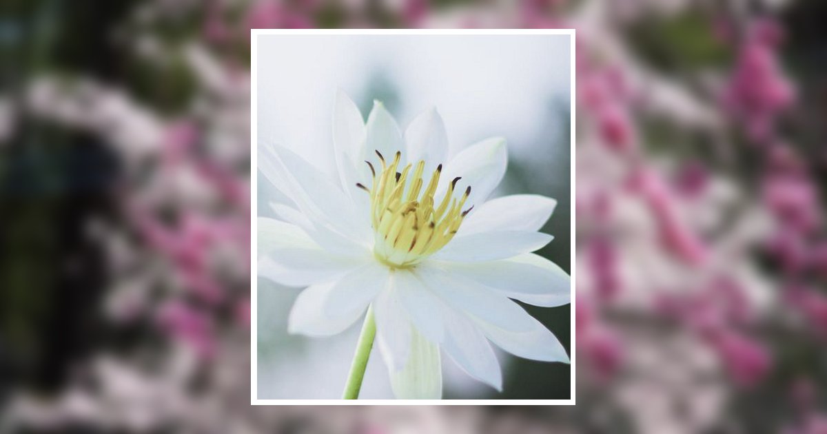 Anna Greco Obituary January 1, 2026 - Mangano Family Funeral Homes, Inc.