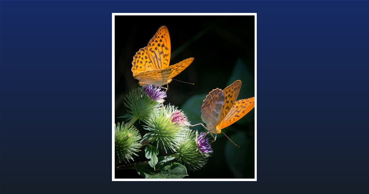 Stephanie Michelle Cookson Obituary October 25, 2024 - Watkins & Sons ...