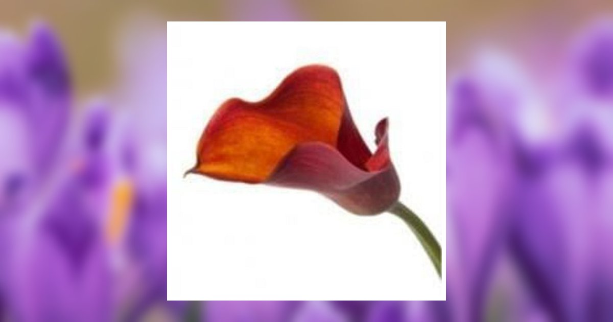 Rose F. Witman Obituary December 16, 2014 - New Comer Buffalo