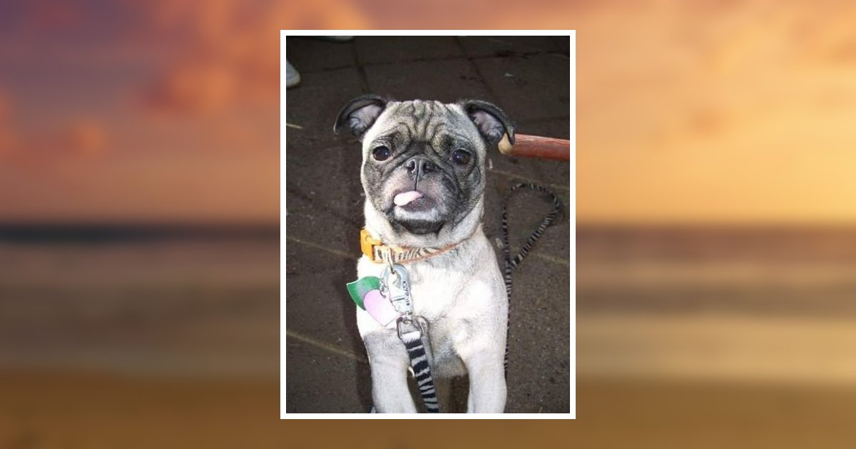 Polly-Anna Riddell Obituary December 22, 2019 - Precious Pet Forever