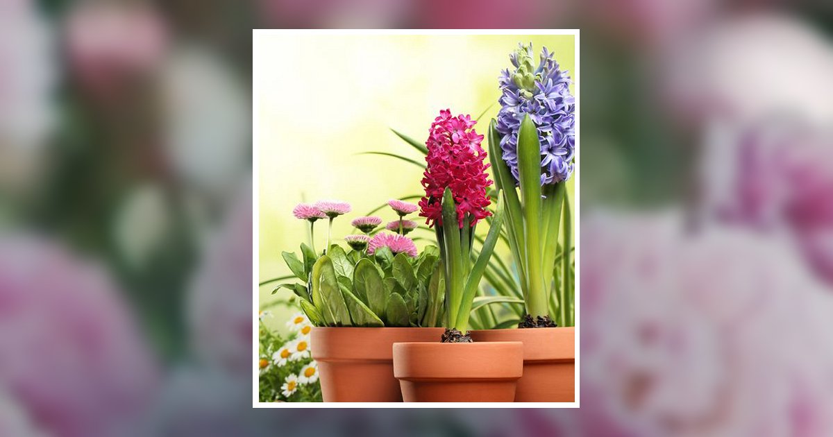 Katherine "Kathy" Hope Ellison Obituary April 24, 2025 - Thornton ...