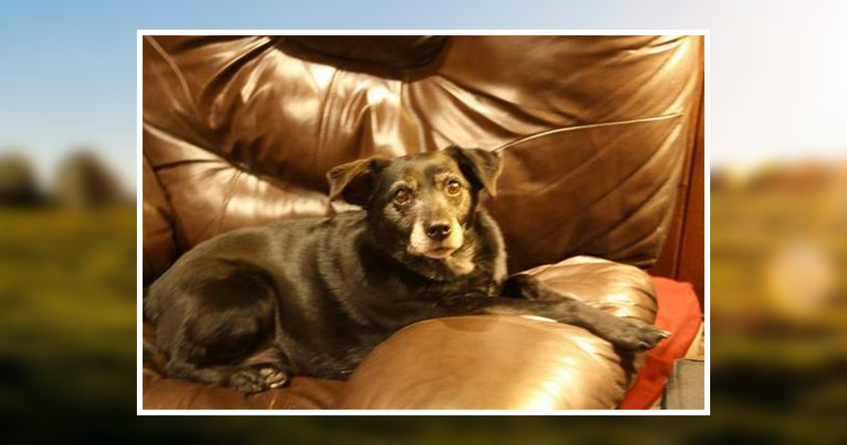 David Towell Obituary August 12, 2014 - Hummel Funeral Homes