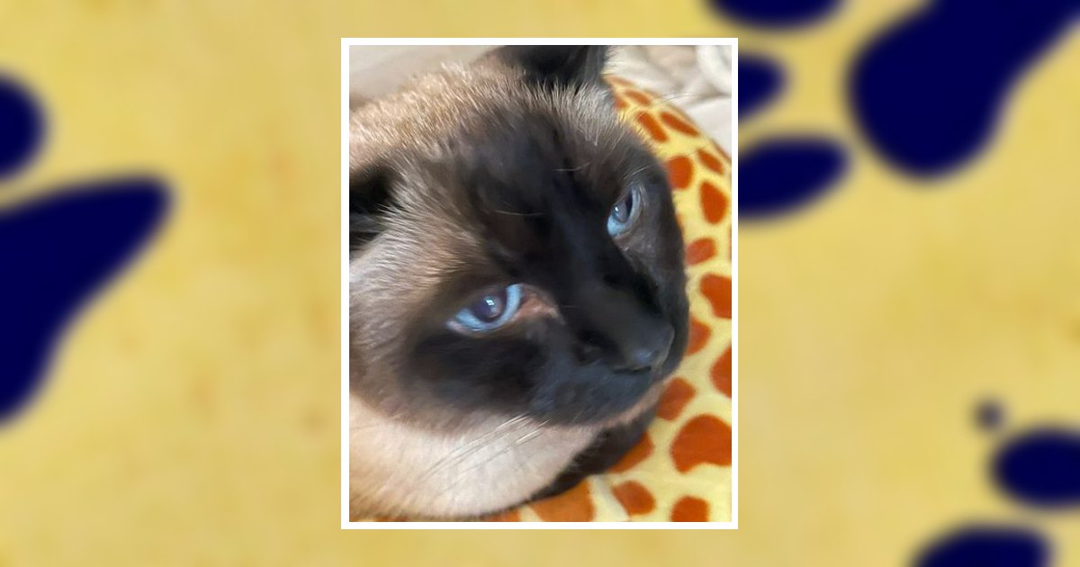 Hunter Kistner Obituary January 14, 2025 - Mercadante Pet Cremation Care