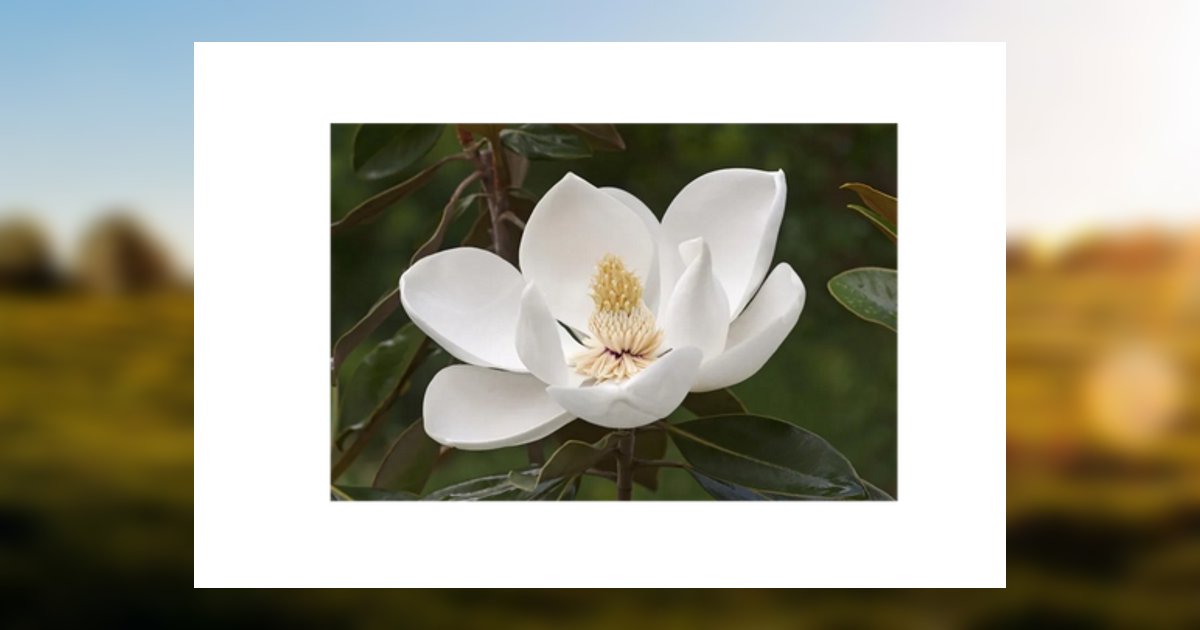 Nolan "Levi "Lee Obituary January 22, 2023 - Shultz Funeral Home ...